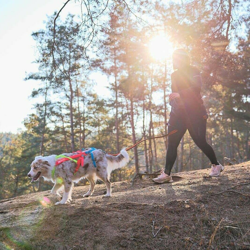 Non stop Dogwear Freemotion Harness 5 0 Limited Edition 